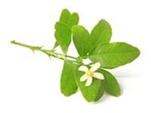 Amyris Essential Oils Guide: Benefits, Uses & Blends | PG