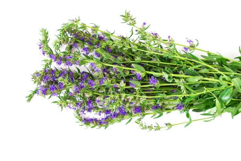 Hyssop Essential Oils Guide: Benefits, Uses & Blends | PG